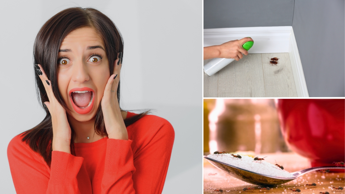 Homebliss – The Hippest community for Home interiors and Design